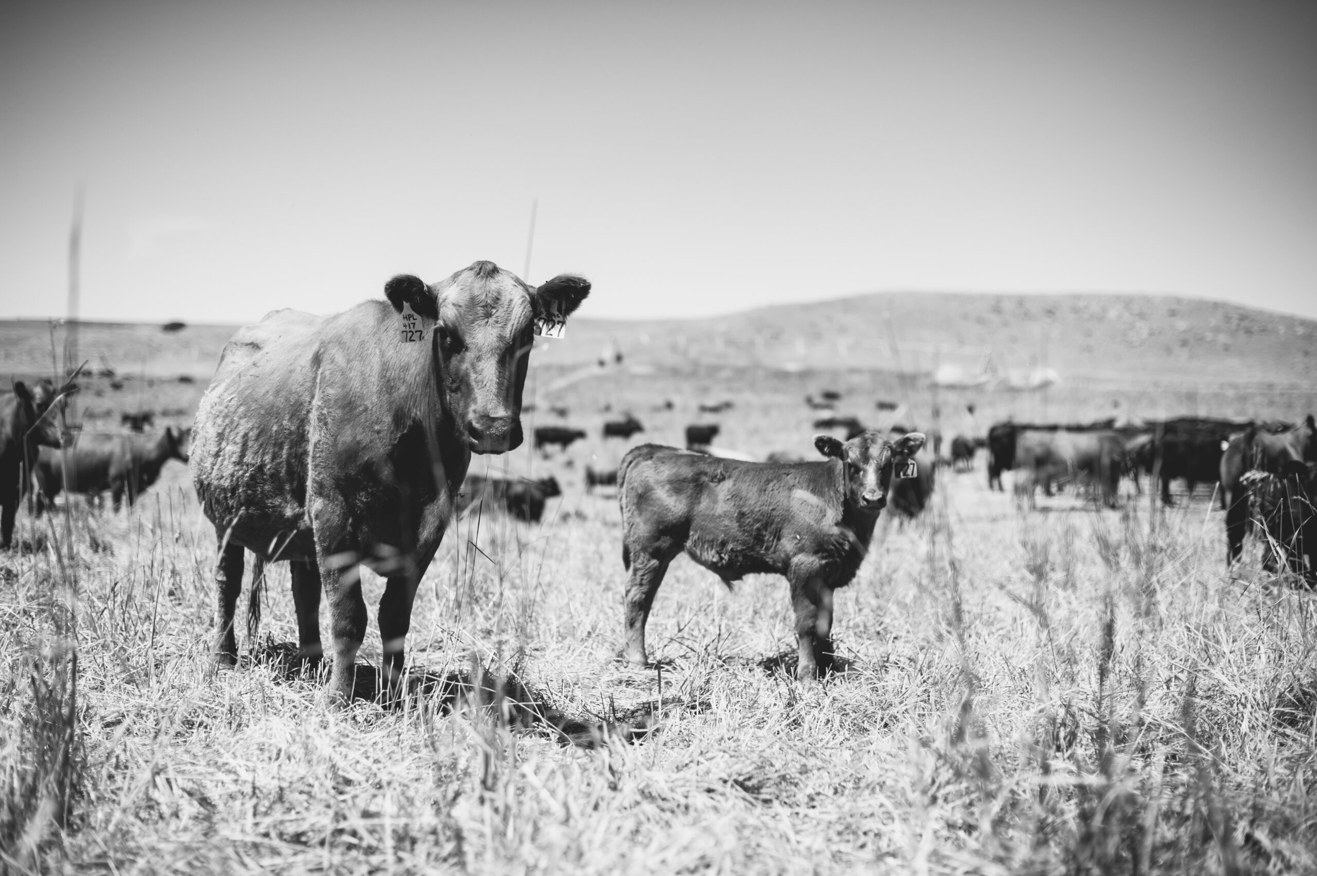  111 Kit Pharo Bringing In The Next Generation Pharo Cattle Company