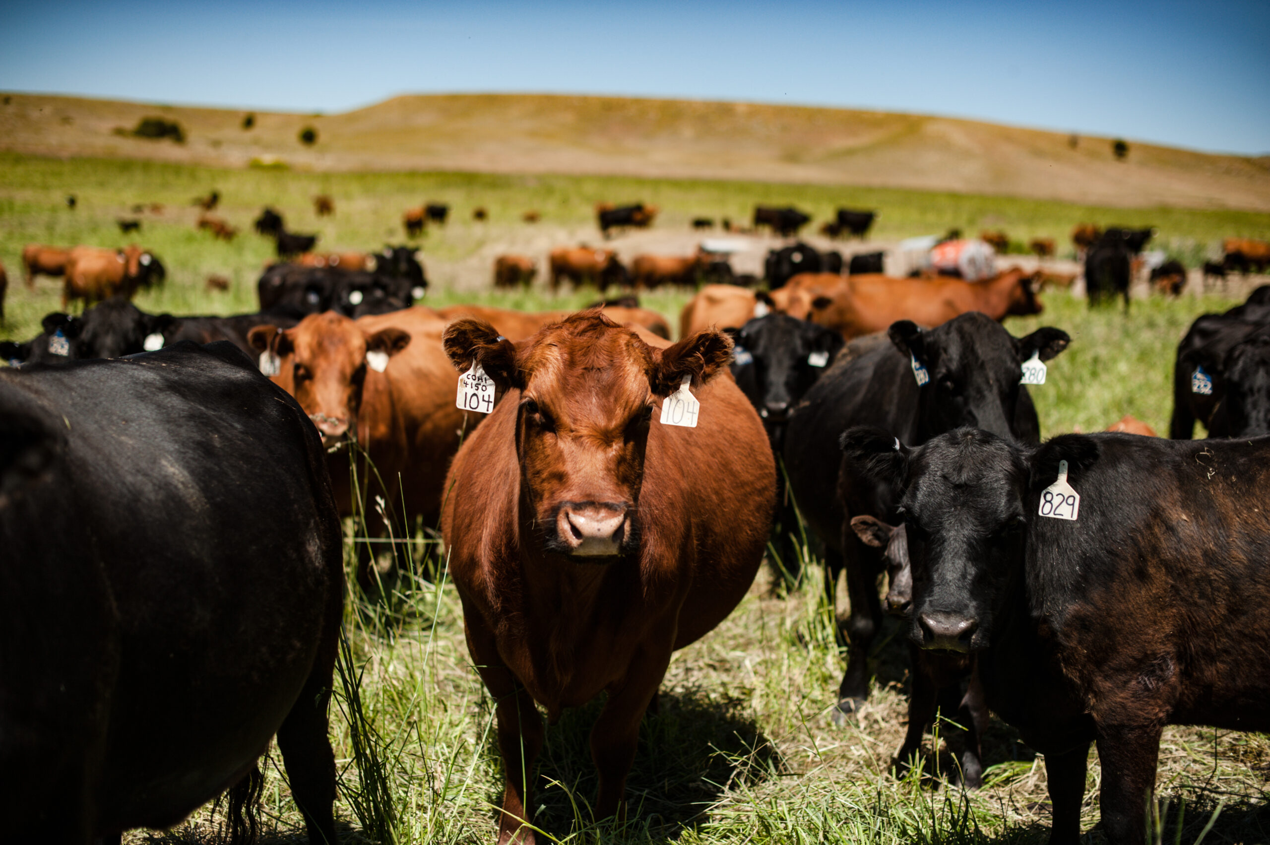 Contact - Pharo Cattle Company®