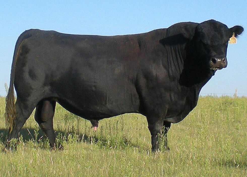 Breed Selection - Pharo Cattle Company