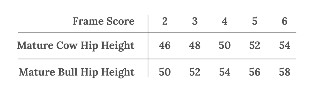 Breed Selection - Pharo Cattle Company™