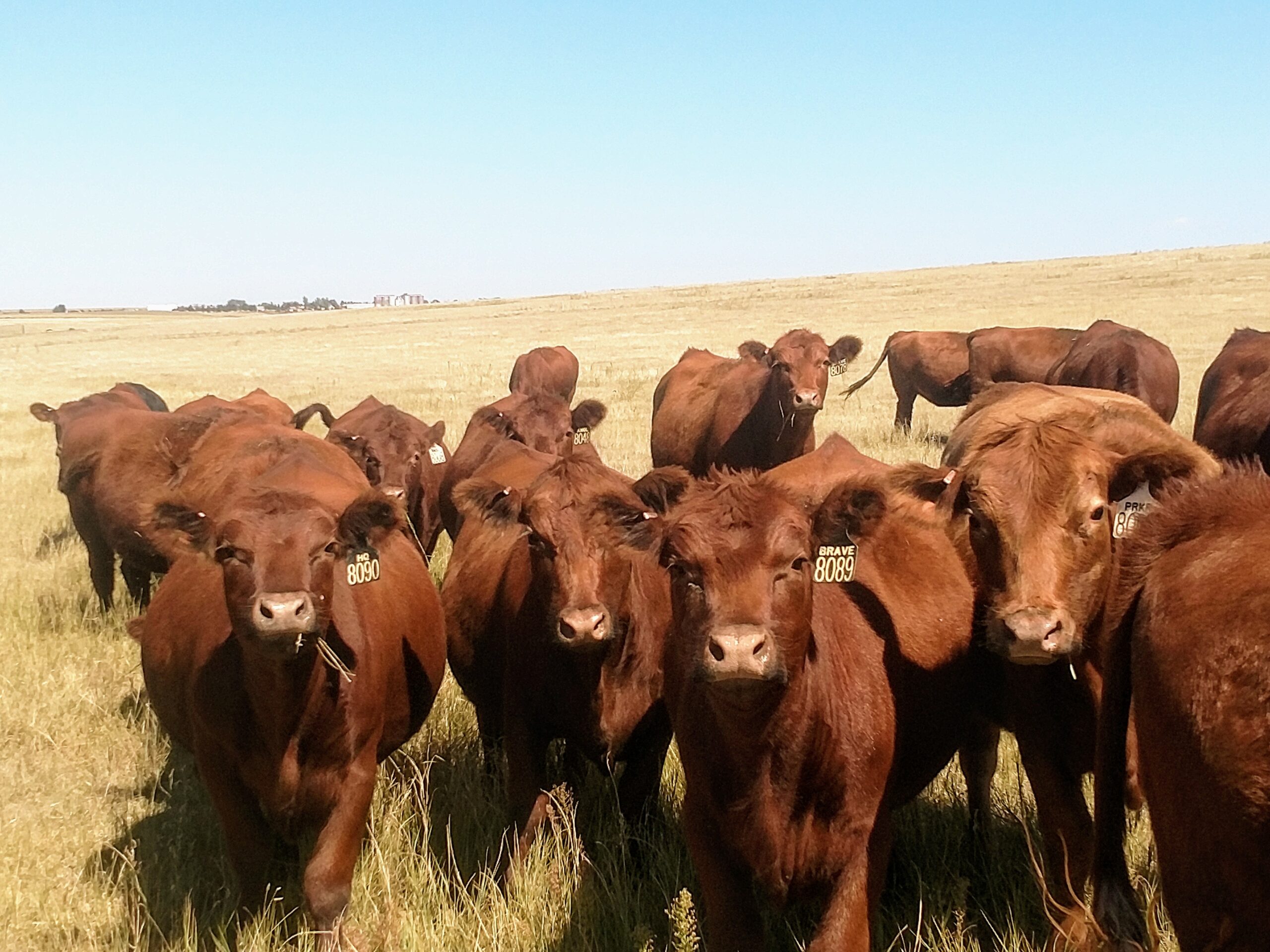 Classifieds - Pharo Cattle Company®