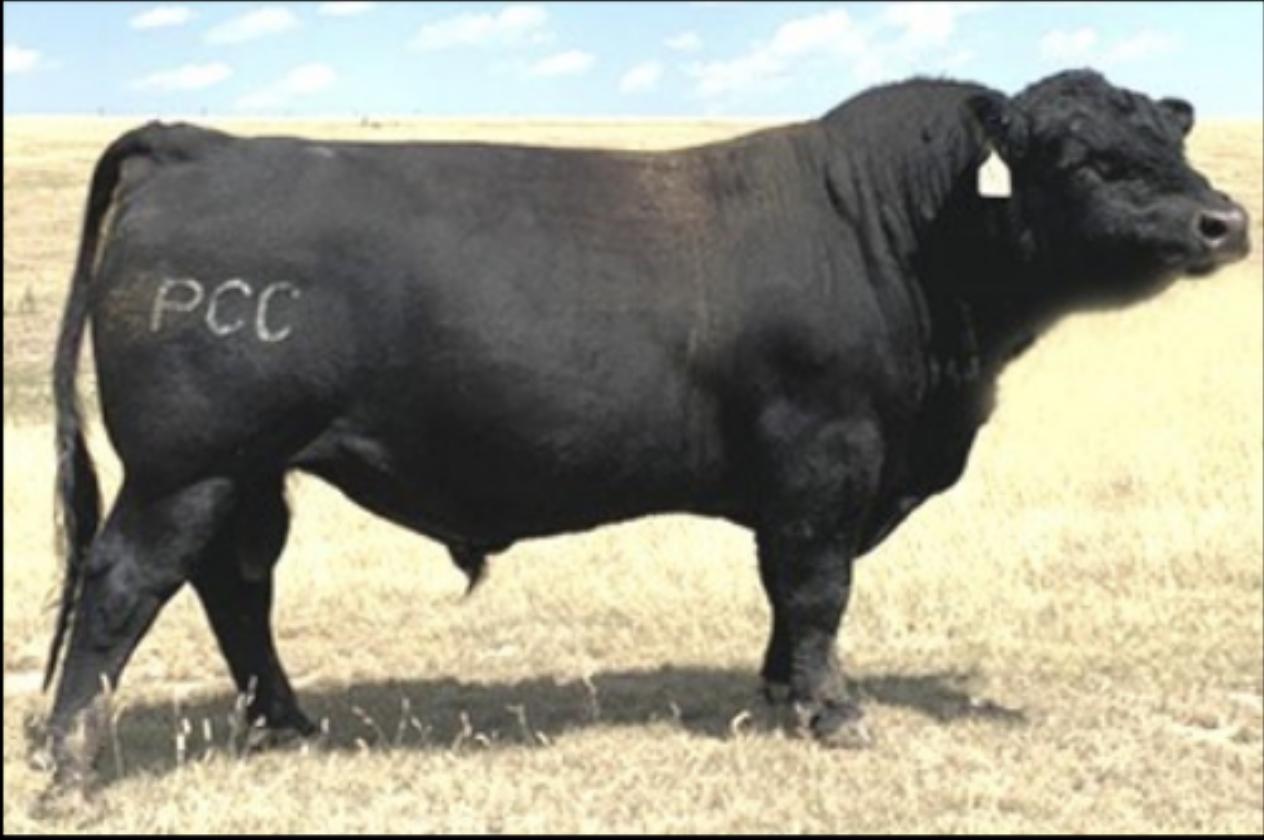 Breed Selection - Pharo Cattle Company™