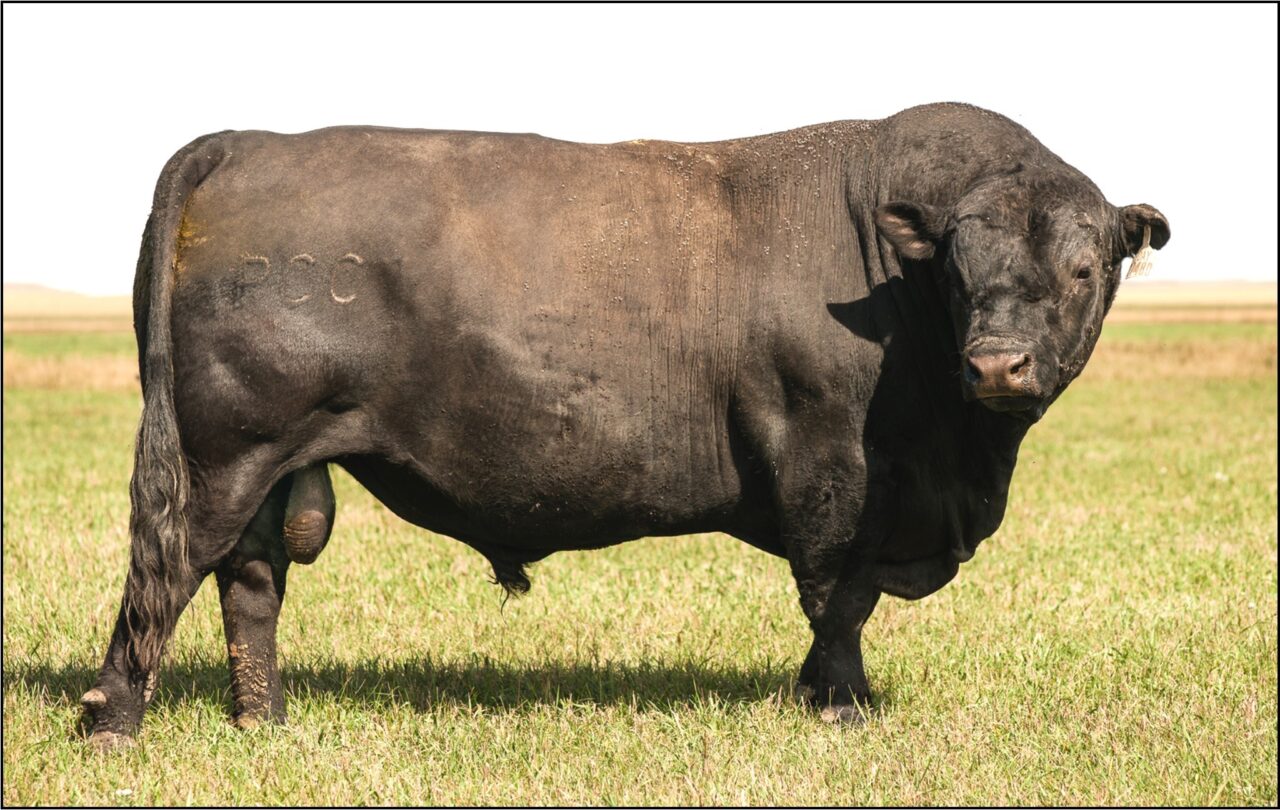 Catching Up – - Pharo Cattle Company®