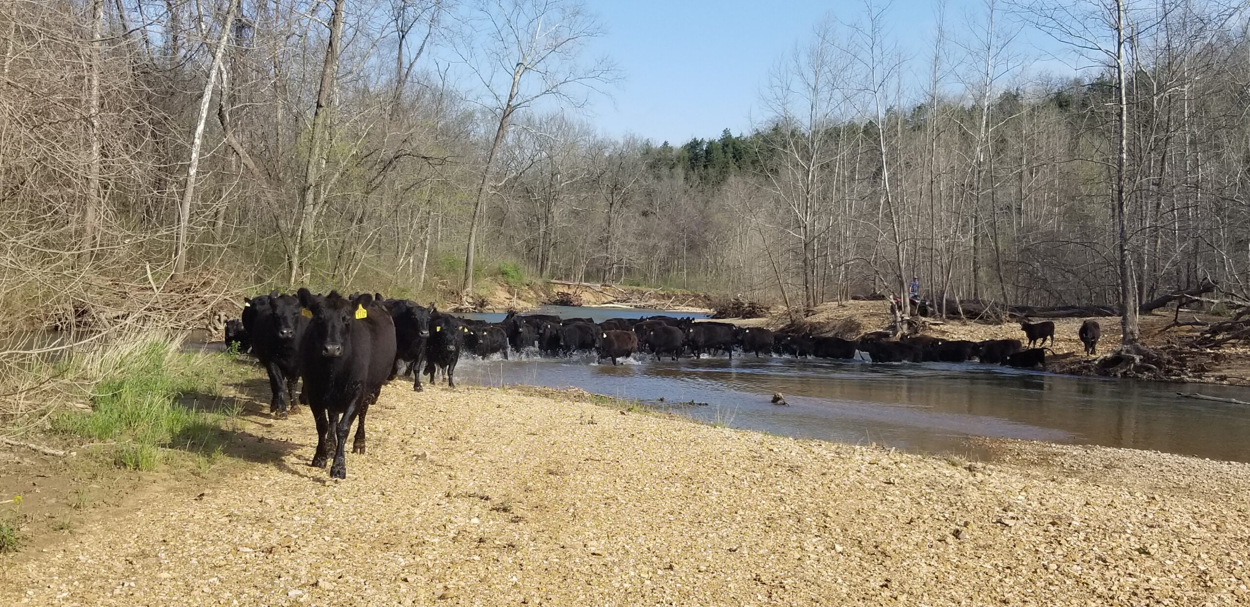 #108 - Shawn Freeland - Profitable and Enjoyable Ranching - Pharo ...