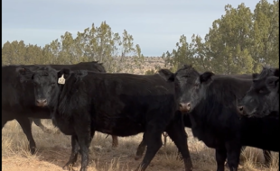 Cows Archives - Pharo Cattle Company