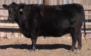 Cattle Archives - Pharo Cattle Company