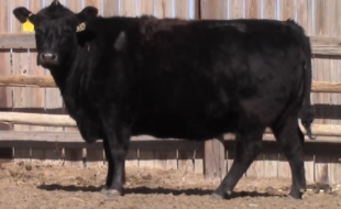 Cattle Archives - Pharo Cattle Company