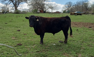 Cattle Archives - Pharo Cattle Company