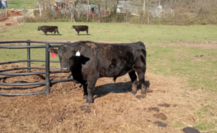 Cattle Archives - Pharo Cattle Company