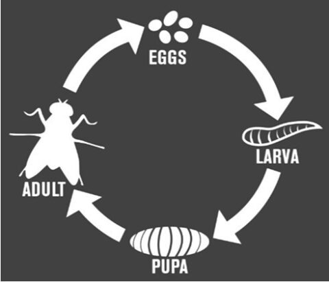 A Non-Toxic Way to Control Horn Flies - Pharo Cattle Company®