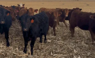 Classifieds - Pharo Cattle Company™