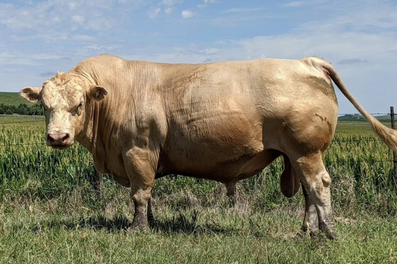 Dayton the No-Fly Bull - Pharo Cattle Company®