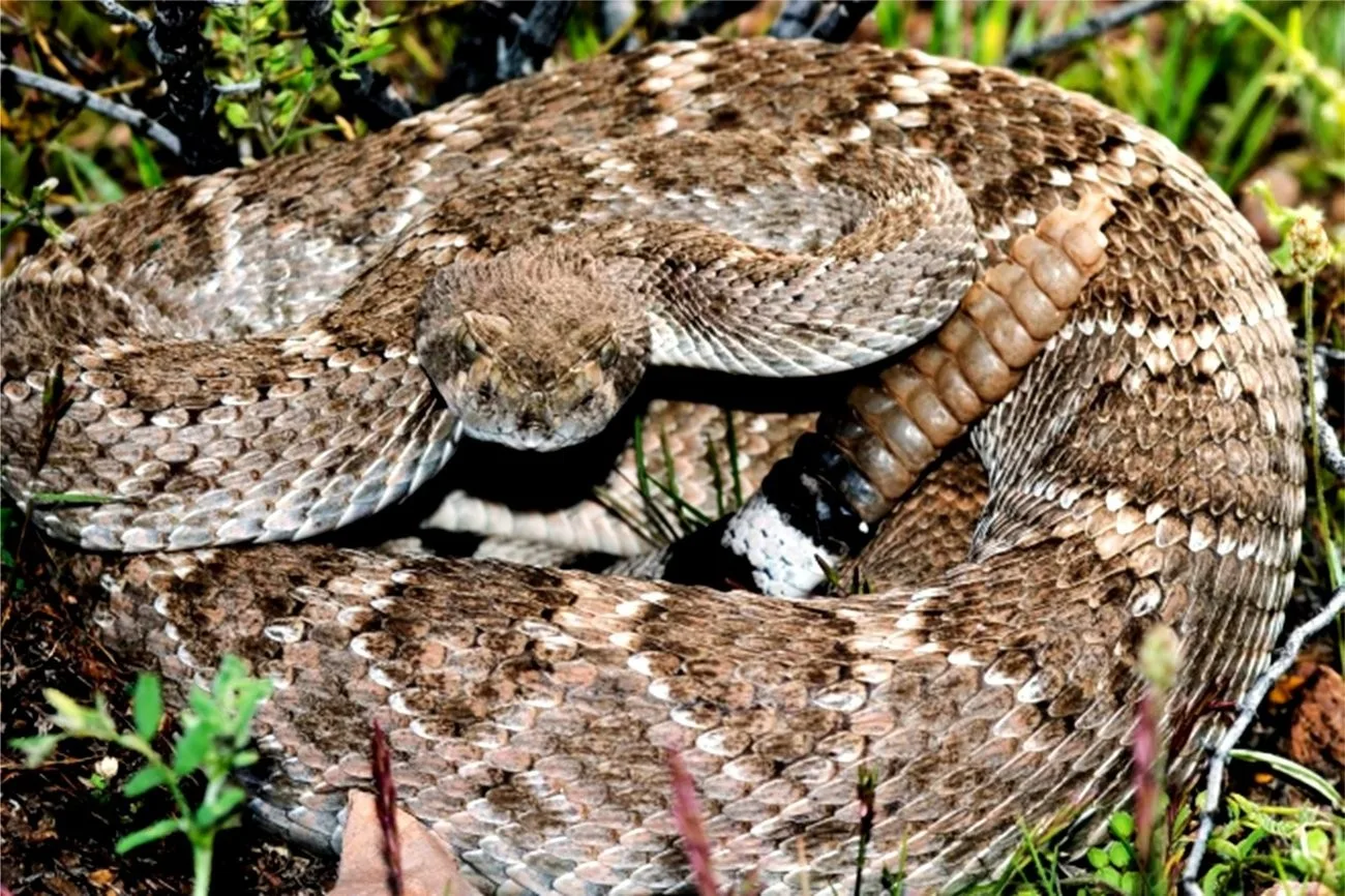 Rattlesnakes - Pharo Cattle Company®