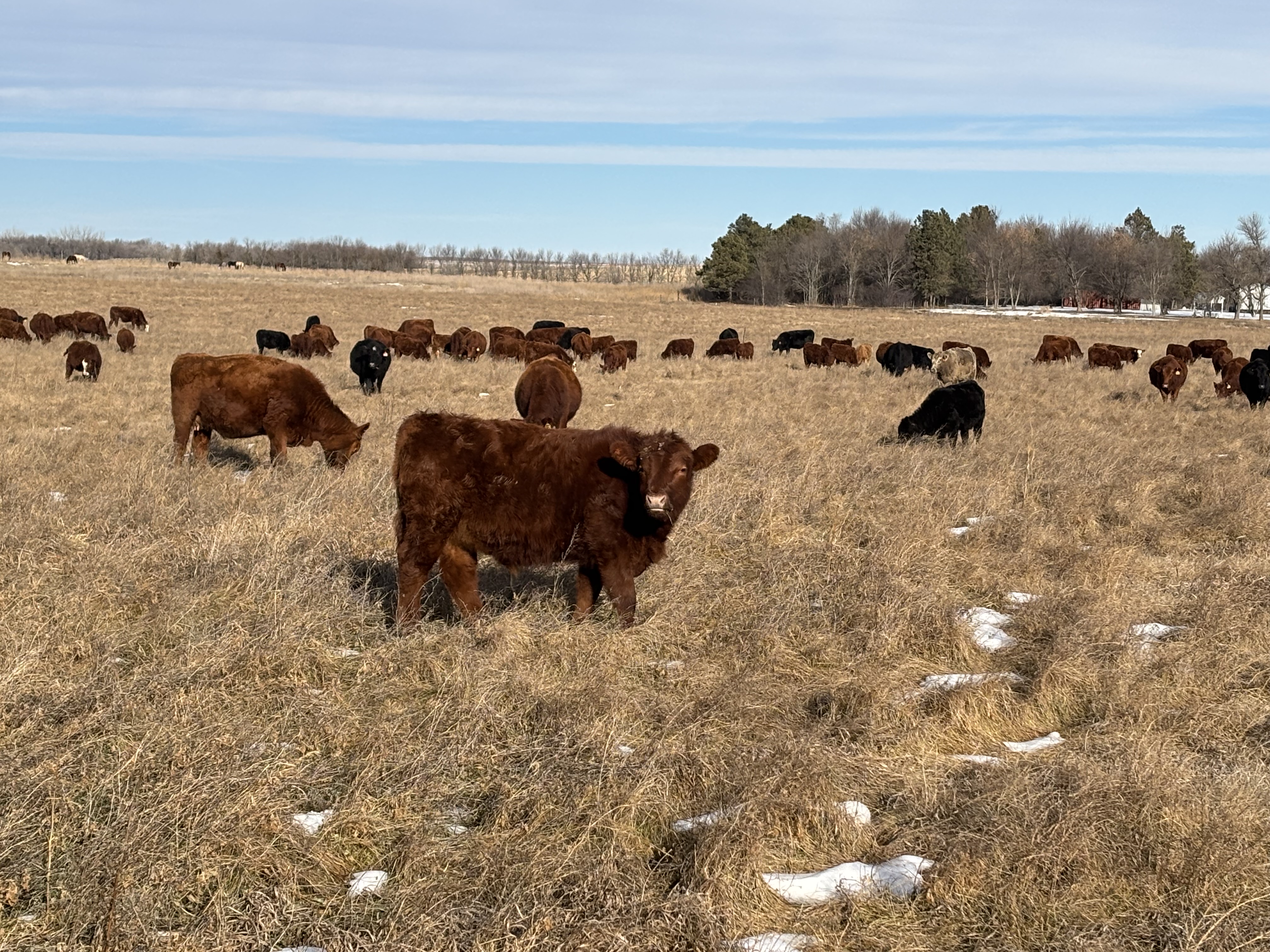 50 PCC influenced steer calves - Pharo Cattle Company®